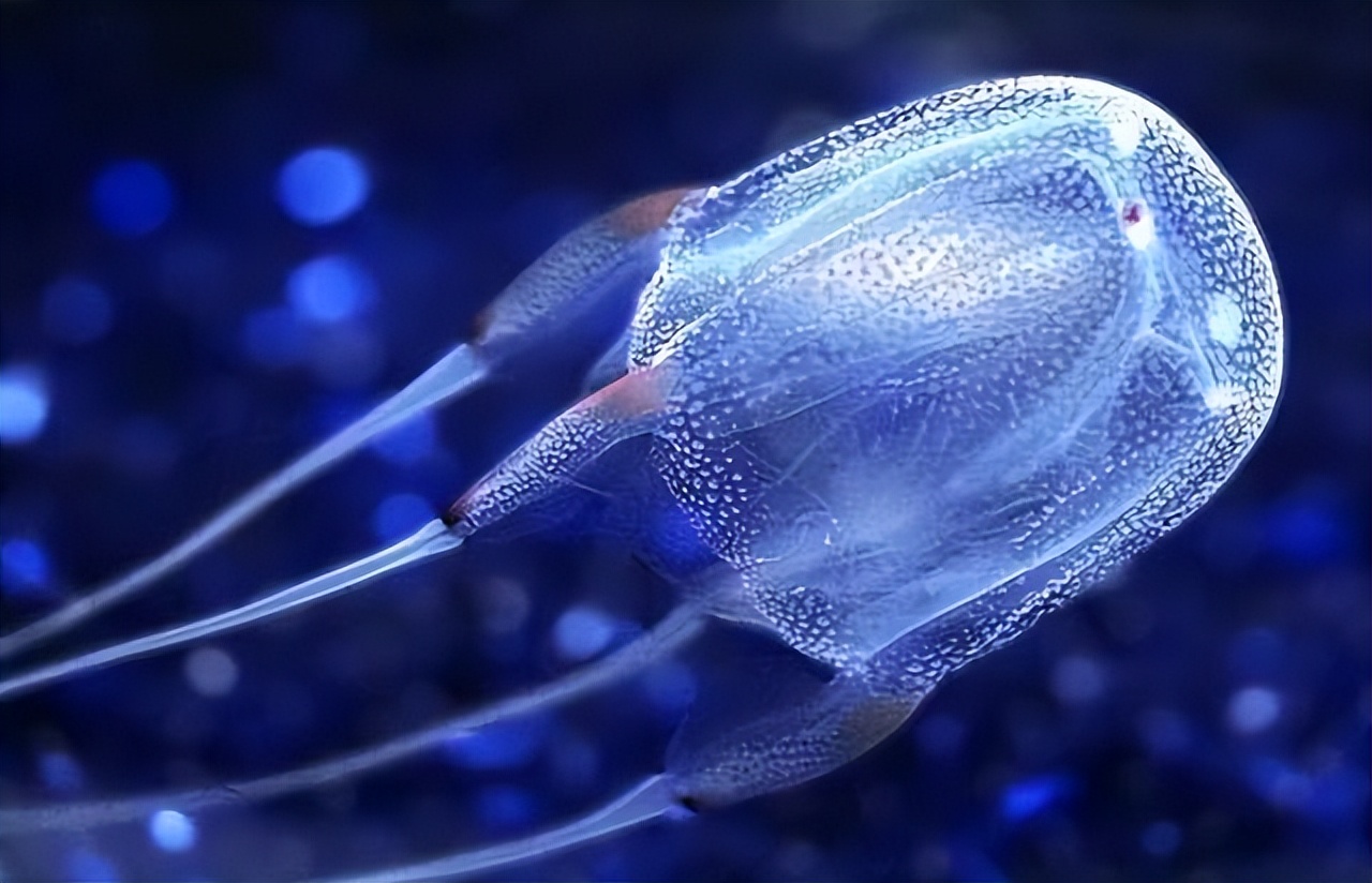 The fantastically beautiful box jellyfish, which looks like a box, is ...
