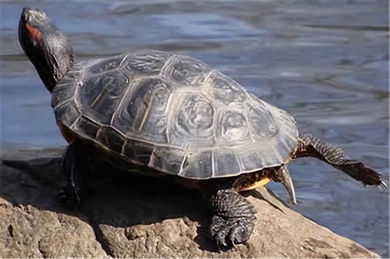 Why do soft-shell turtles become food, while their close relatives ...