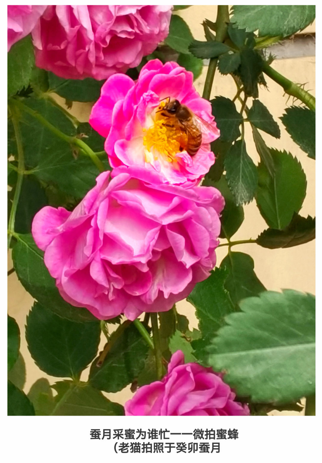 Liu Bomei, Yang Chengbin and other 10 poets jointly wrote poems and ...