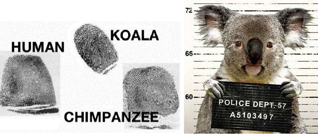 There must be no koalas at crime scenes in Australia - iNEWS