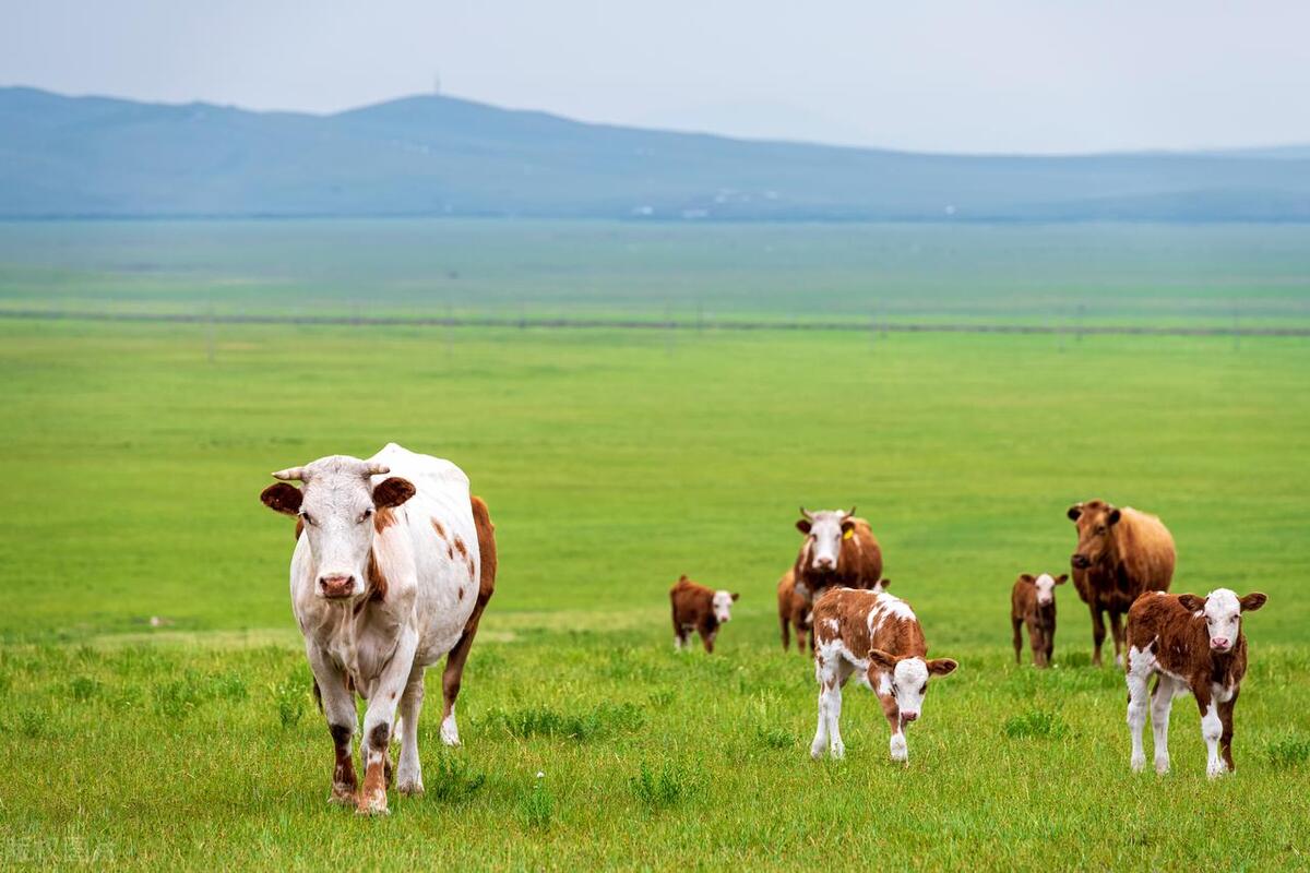 Horoscope of the Ox in the Chinese Zodiac (Learn about Ox people of ...