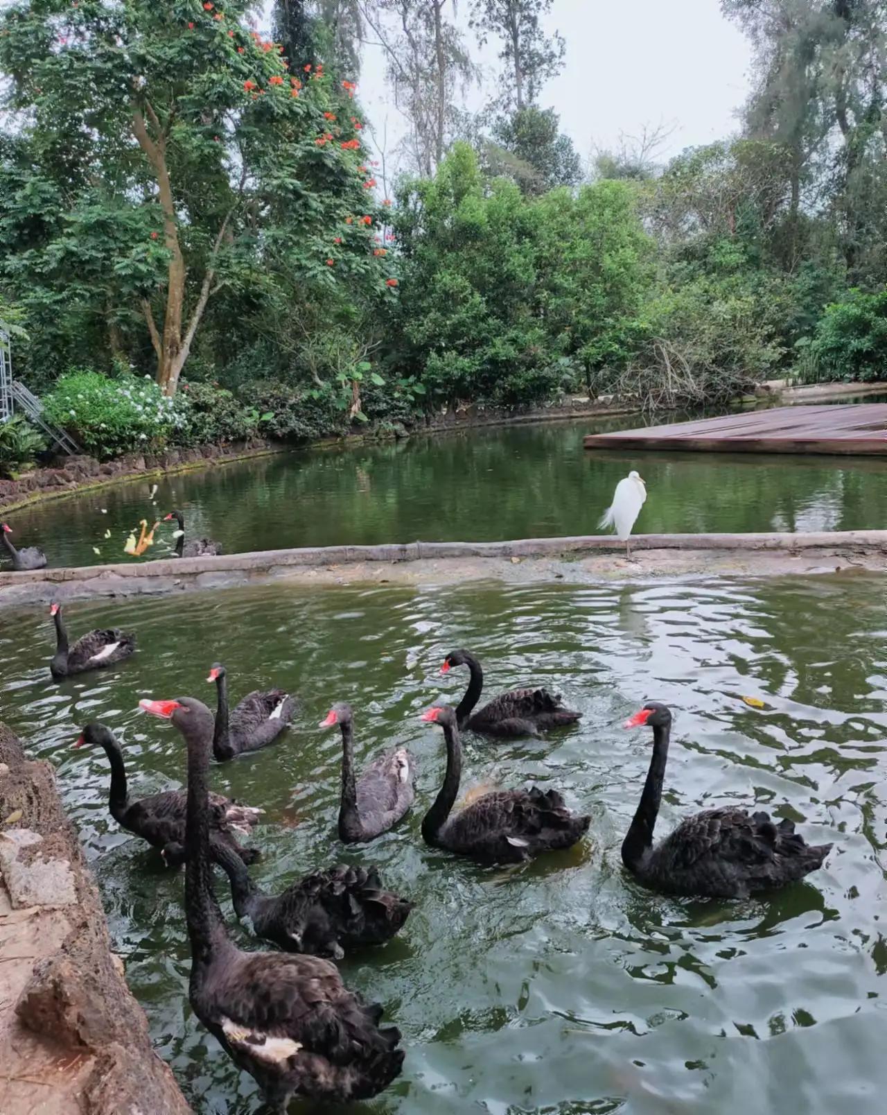 Hainan Tropical Wild Animal and Botanical Garden - iMedia