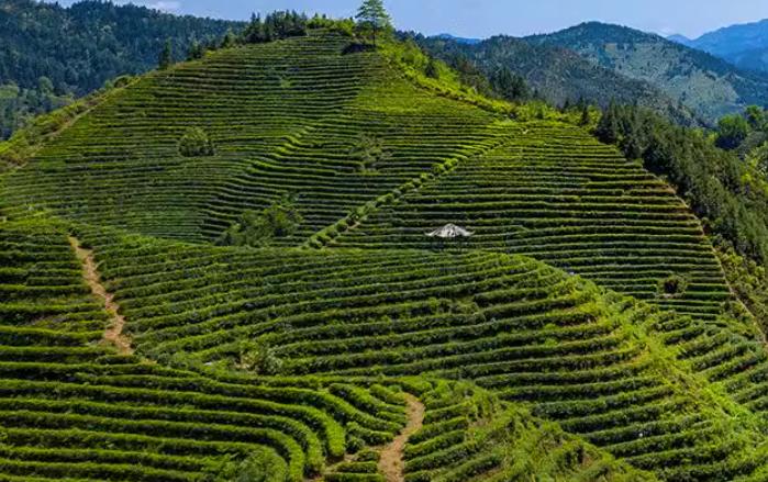 Let's learn tea together: Gou Gu Nao Tea - iNEWS