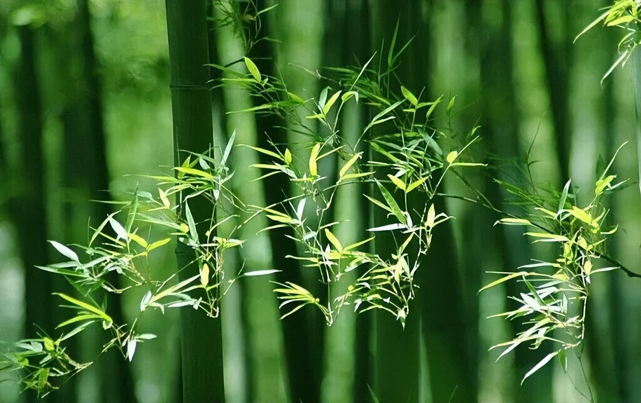 Why do you say "bamboo blooms, move immediately"?Have you ever seen ...
