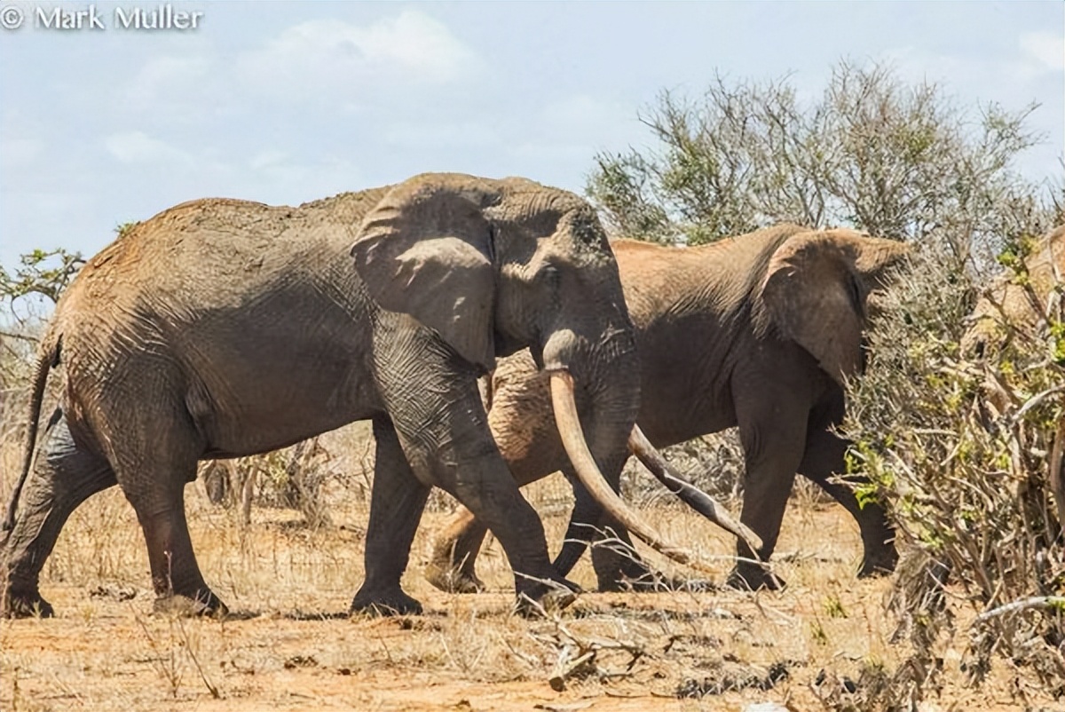 The whole courtship process of a 45-year-old elephant, a battle between ...
