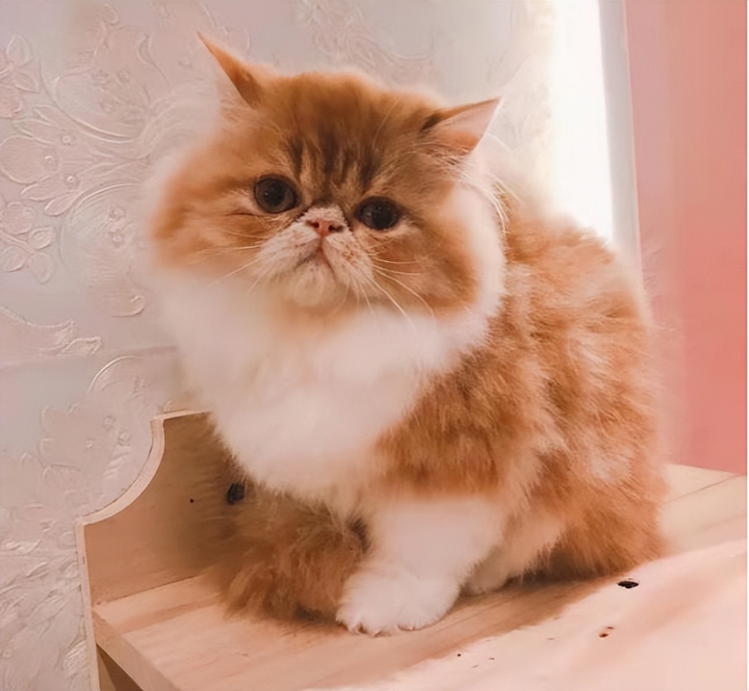 The "Top 5 Silly Cats" in the Cat Industry, Is Your Cat On the List ...