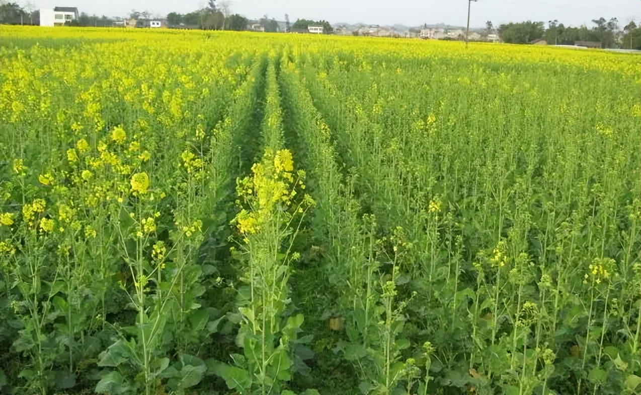 How to plant rapeseed to solve the problem of low yield? Share 4 ...