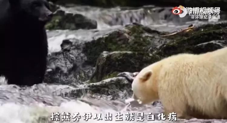 Joey, the hapless bear with albinism, deceived hundreds of thousands of ...