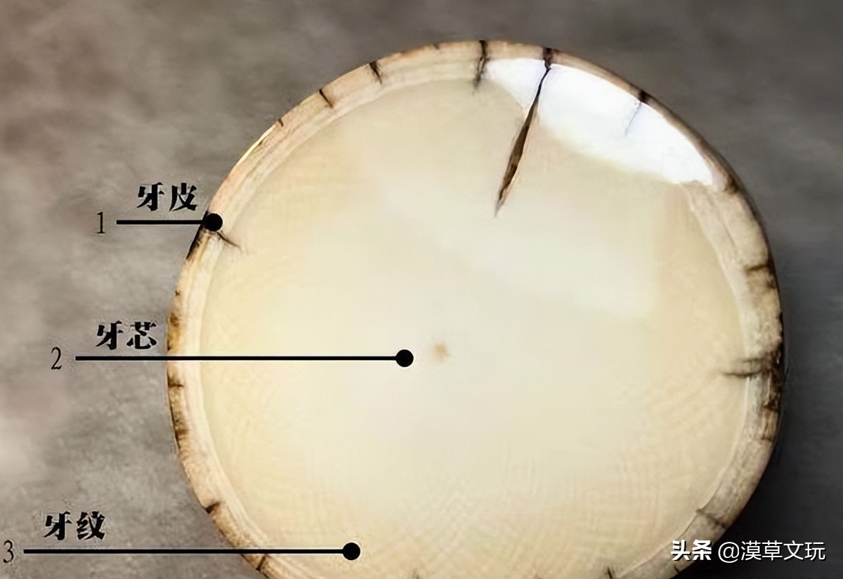 Risking life to reveal fake mammoth ivory inside story - iMedia