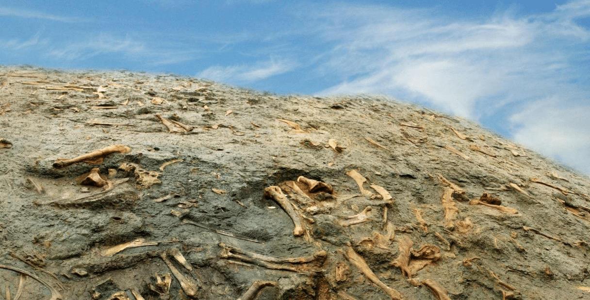 Assuming that humans become extinct, will new intelligent creatures be ...