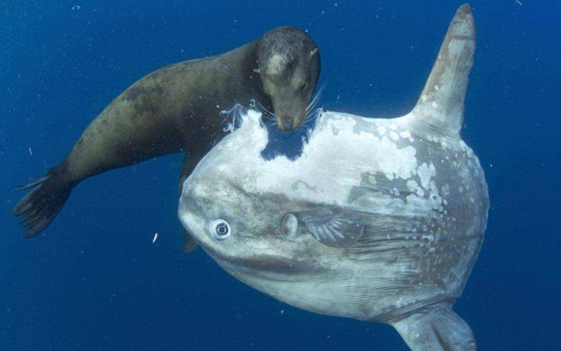 How did the sunfish, which did not know how to resist or escape after ...