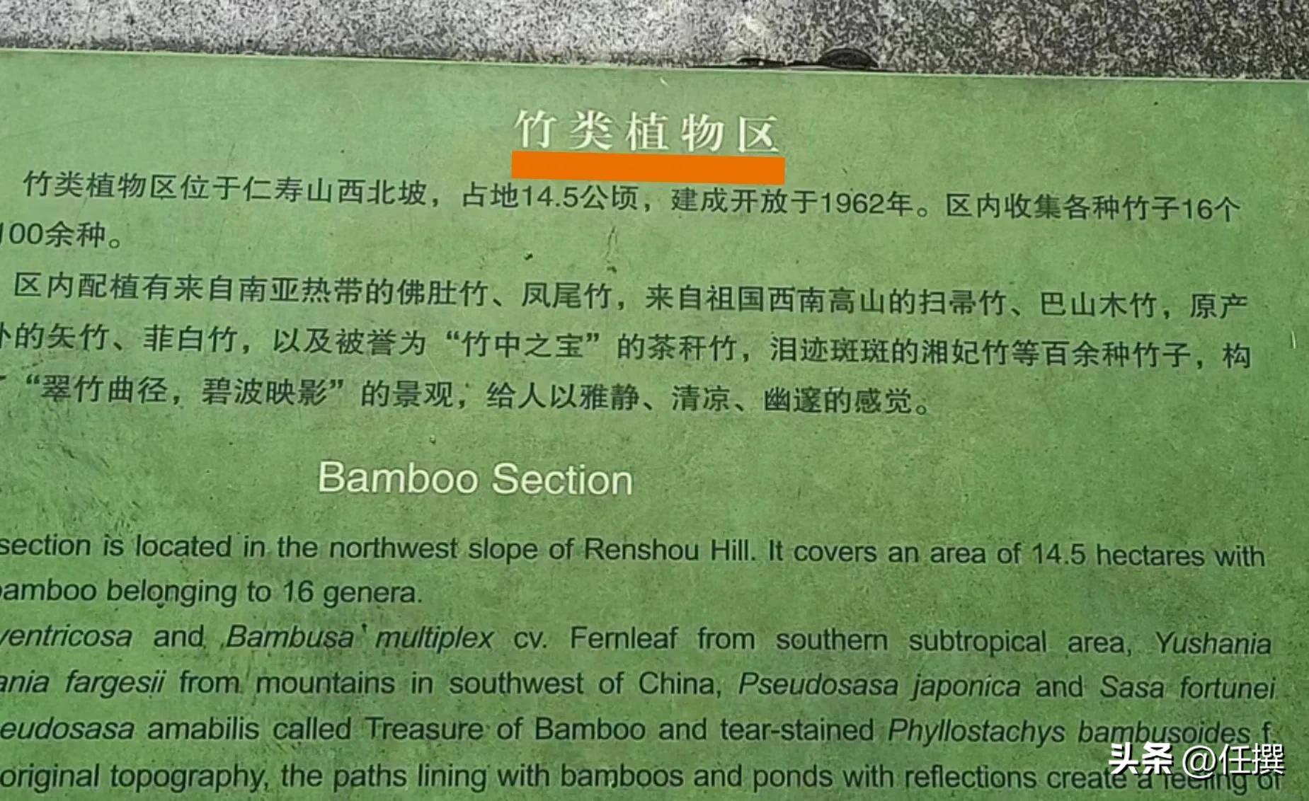 Bamboo Plant Area” Summer Shade Bamboo Garden - iNEWS