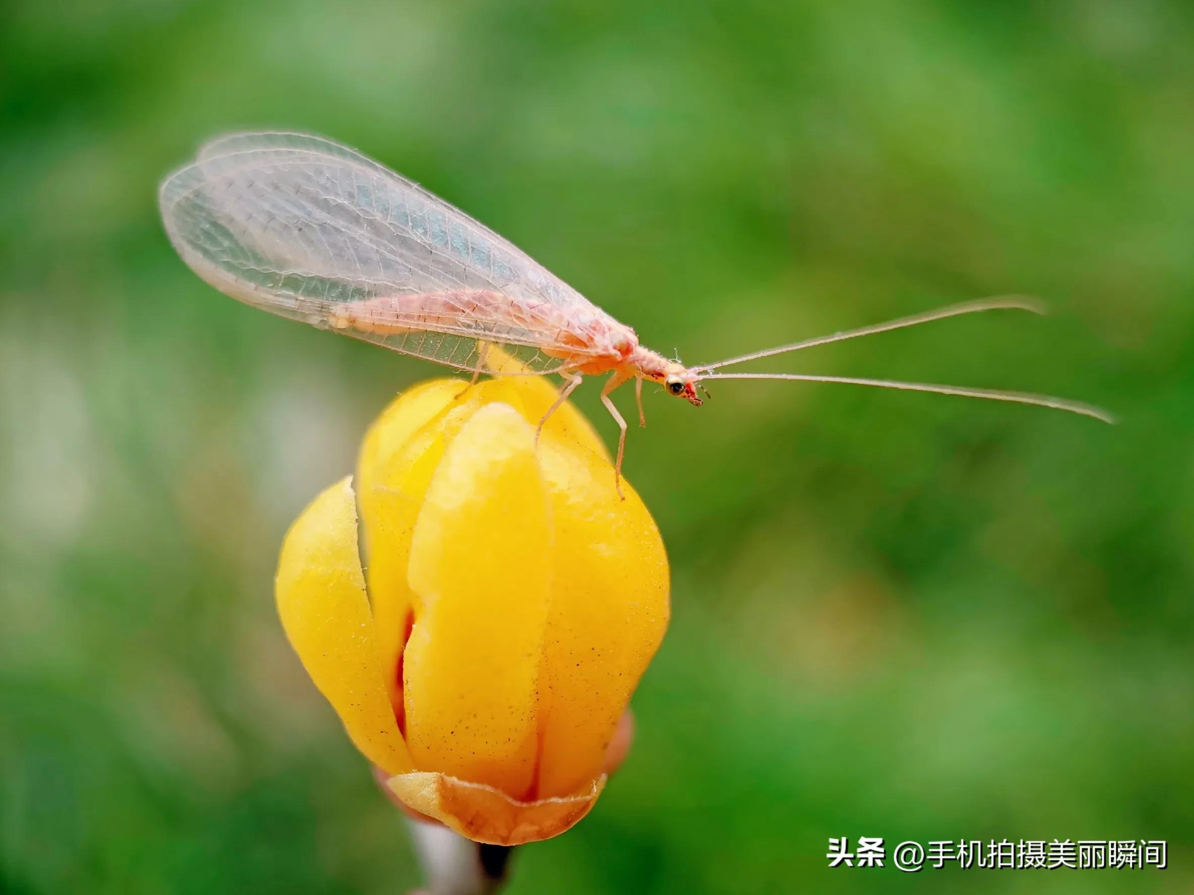 Tips for taking macro photos of insects with mobile phones - iMedia