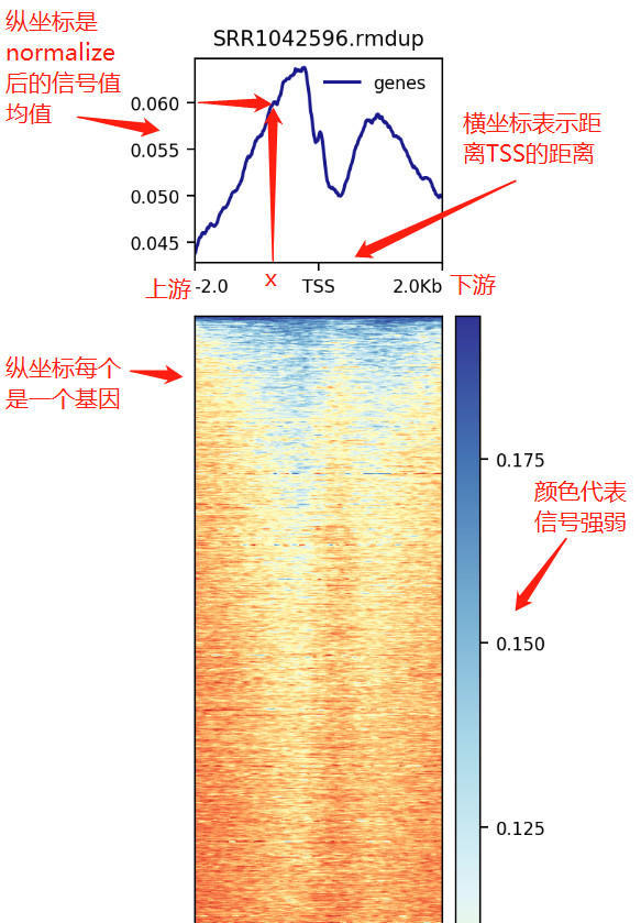 CHIP-Seq(4):把bam文件轉為bw文件，使用deeptools進行可視化 - 資訊咖
