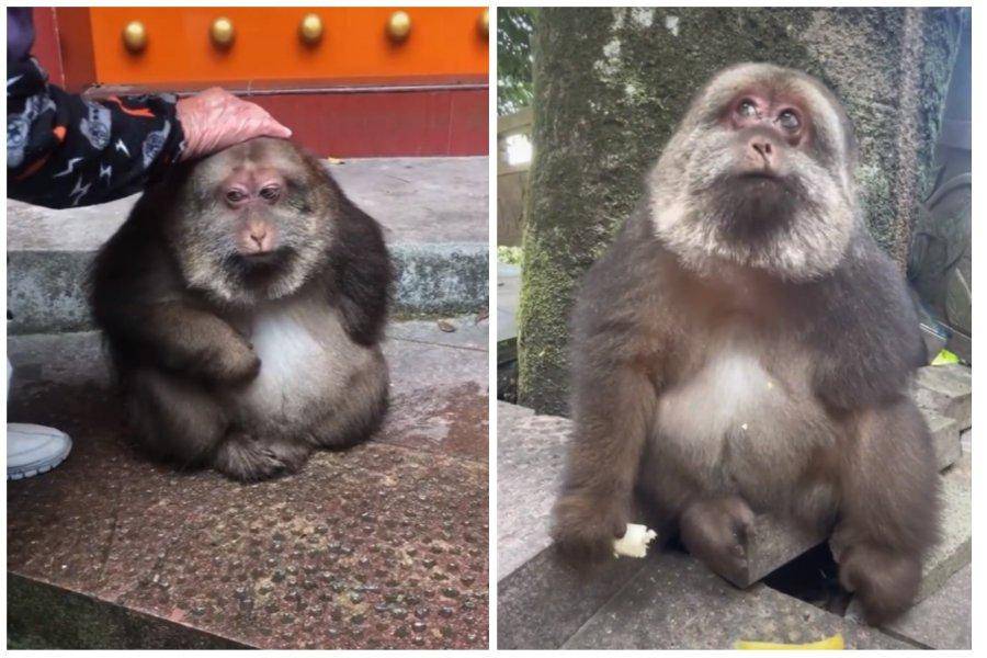 The only outlier among the Emei monkeys? The one-armed monkey adopted ...