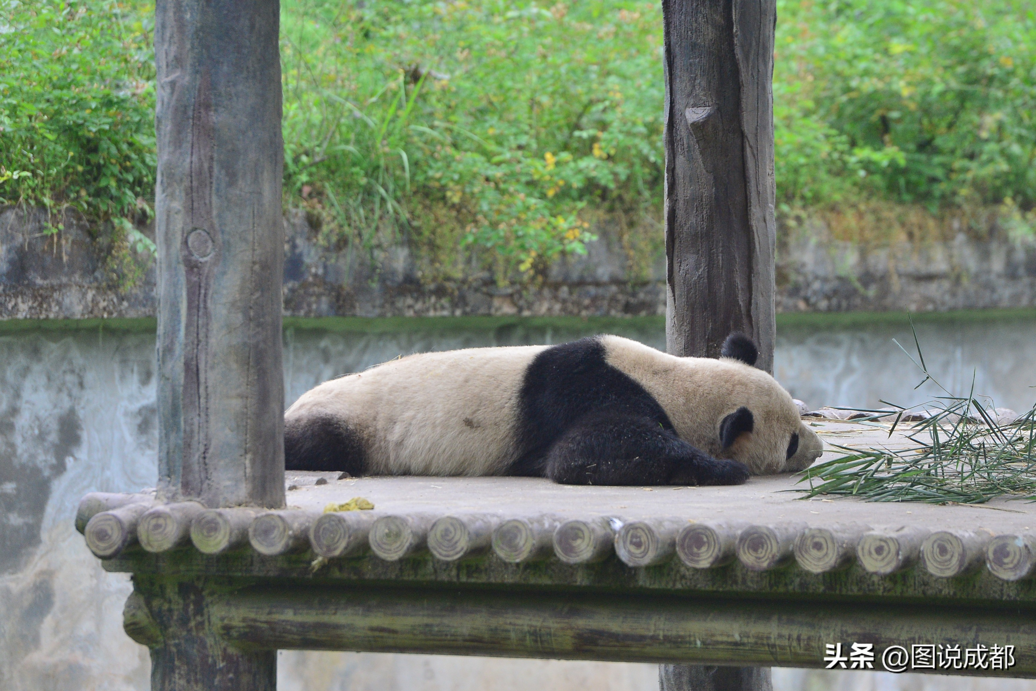 Tired from wrestling, the giant panda fell asleep after eating and ...