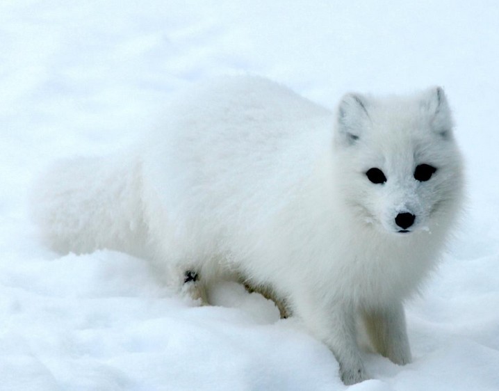 The seven most cold animals in the world - iNEWS