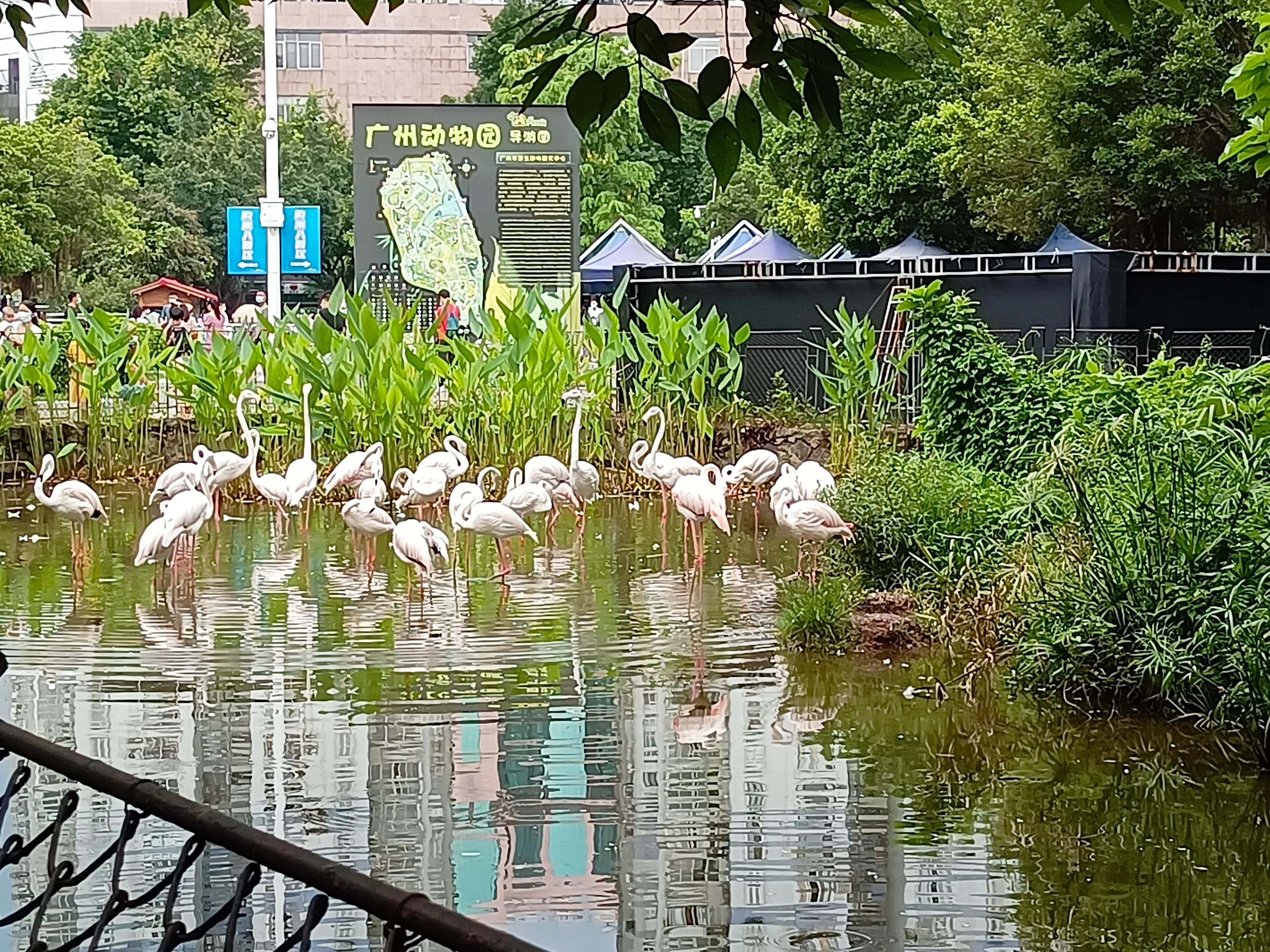 Guangzhou Zoo - iNEWS