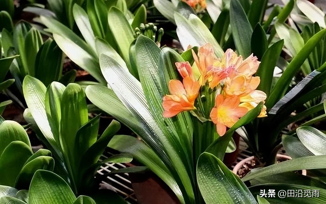 There are "three don't let go" in the maintenance of Clivia, we must ...