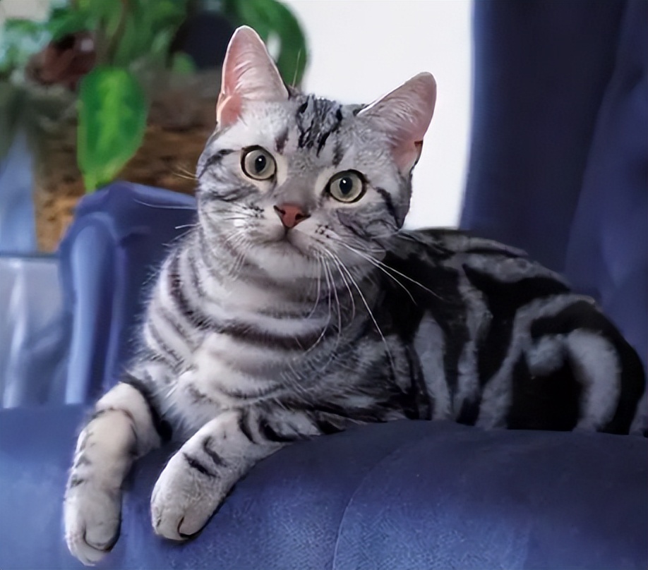 It can be seen from these 9 aspects that the American short cat is ...