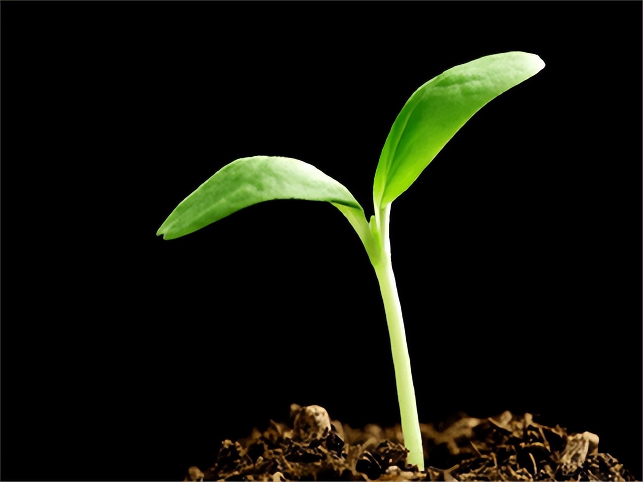 Seeds, a war without gunpowder smoke, how intense is the "seed war ...