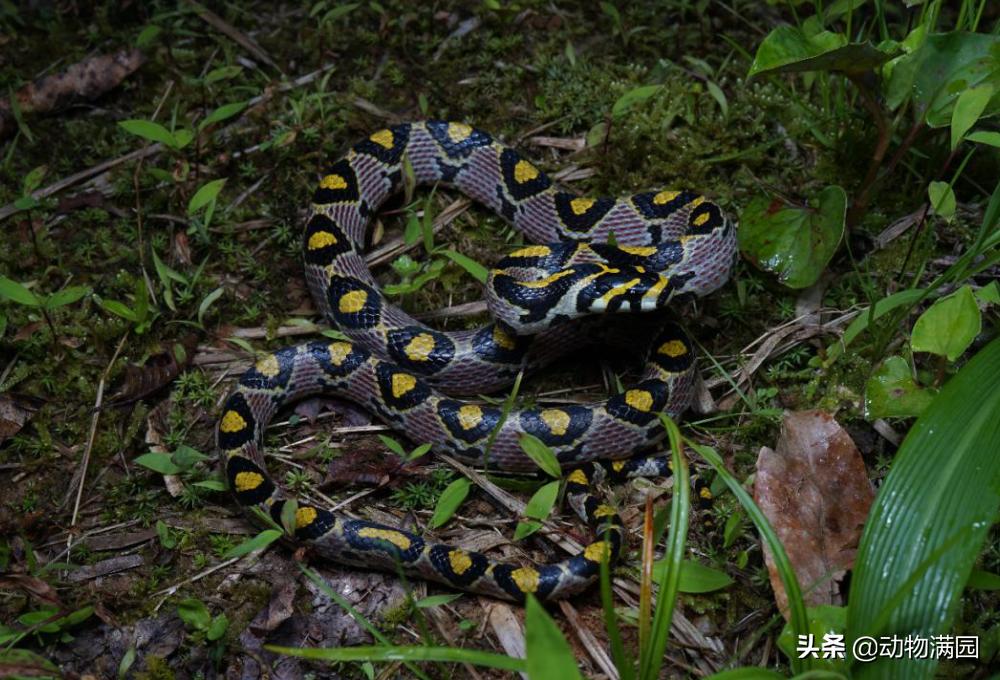 Species Encyclopedia: Jade Snake - iNEWS