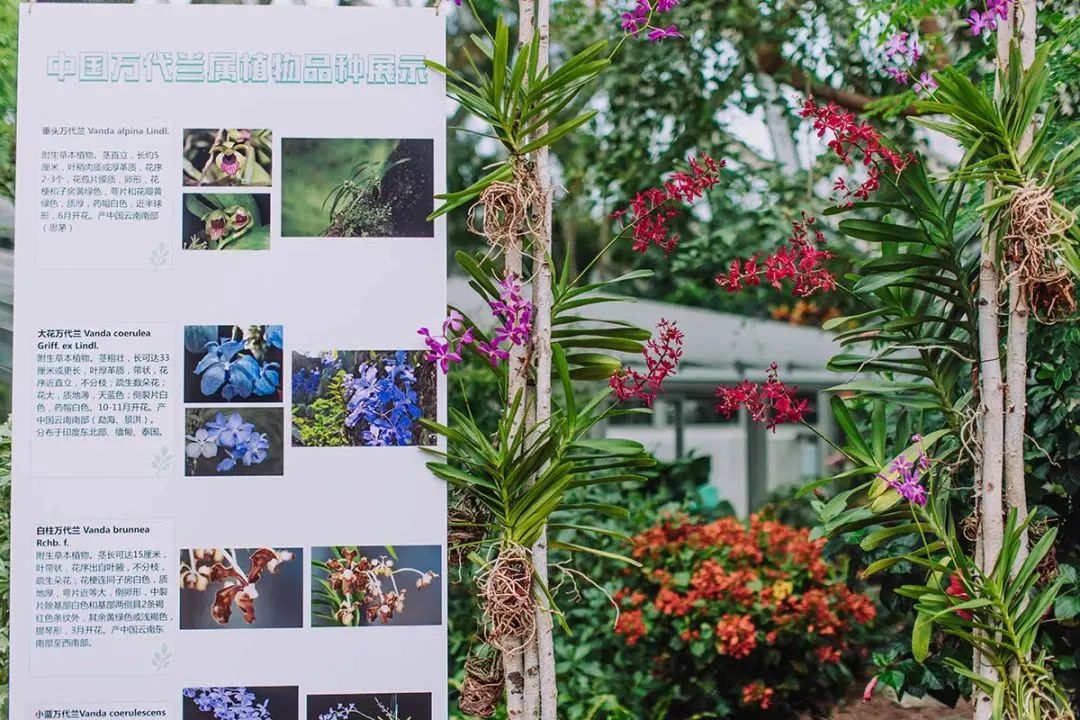 Chenshan Botanical Garden - iNEWS