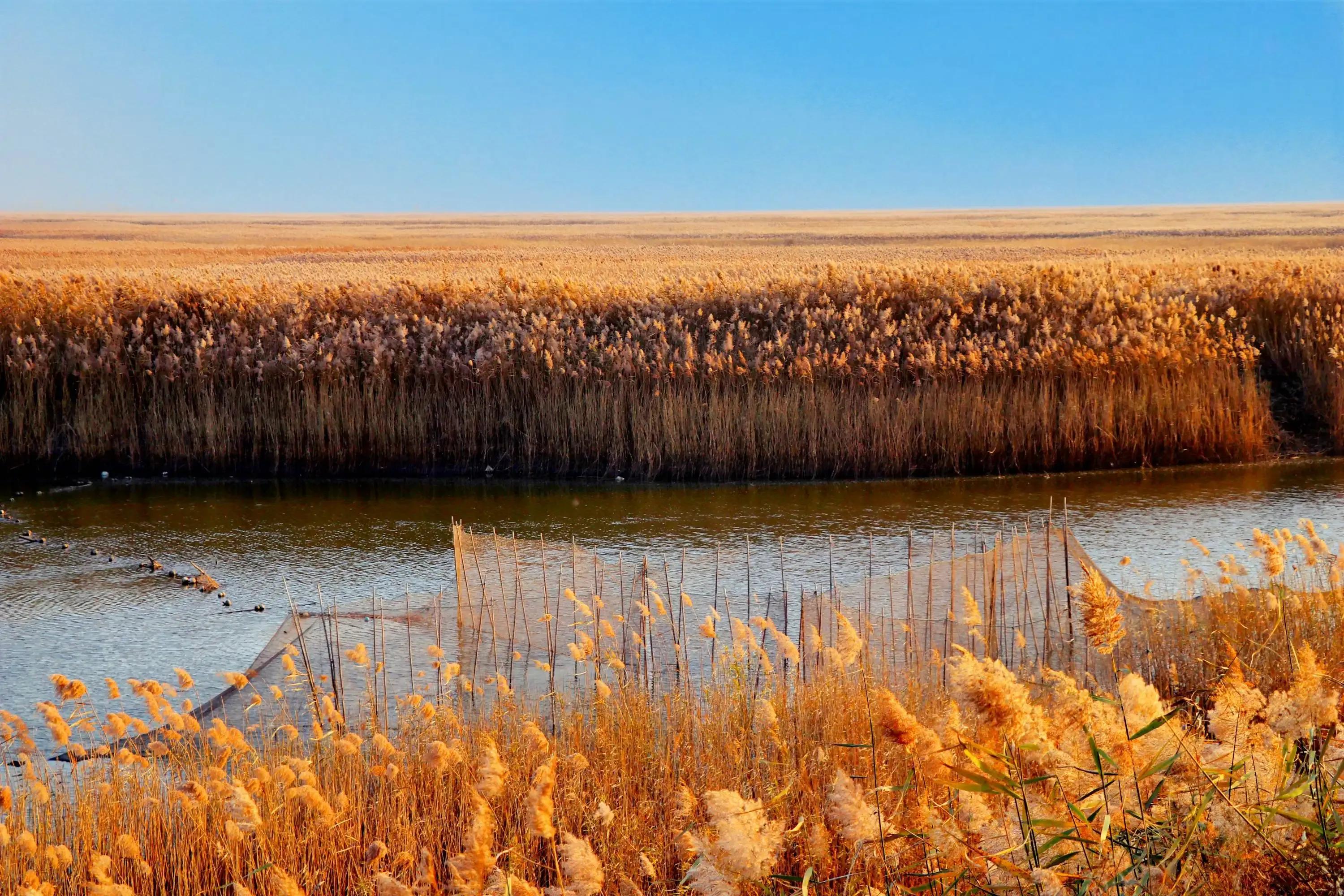 Appreciation of Yu Xiuhua's Poems: Letting Go of the Worldly Truth - iNEWS