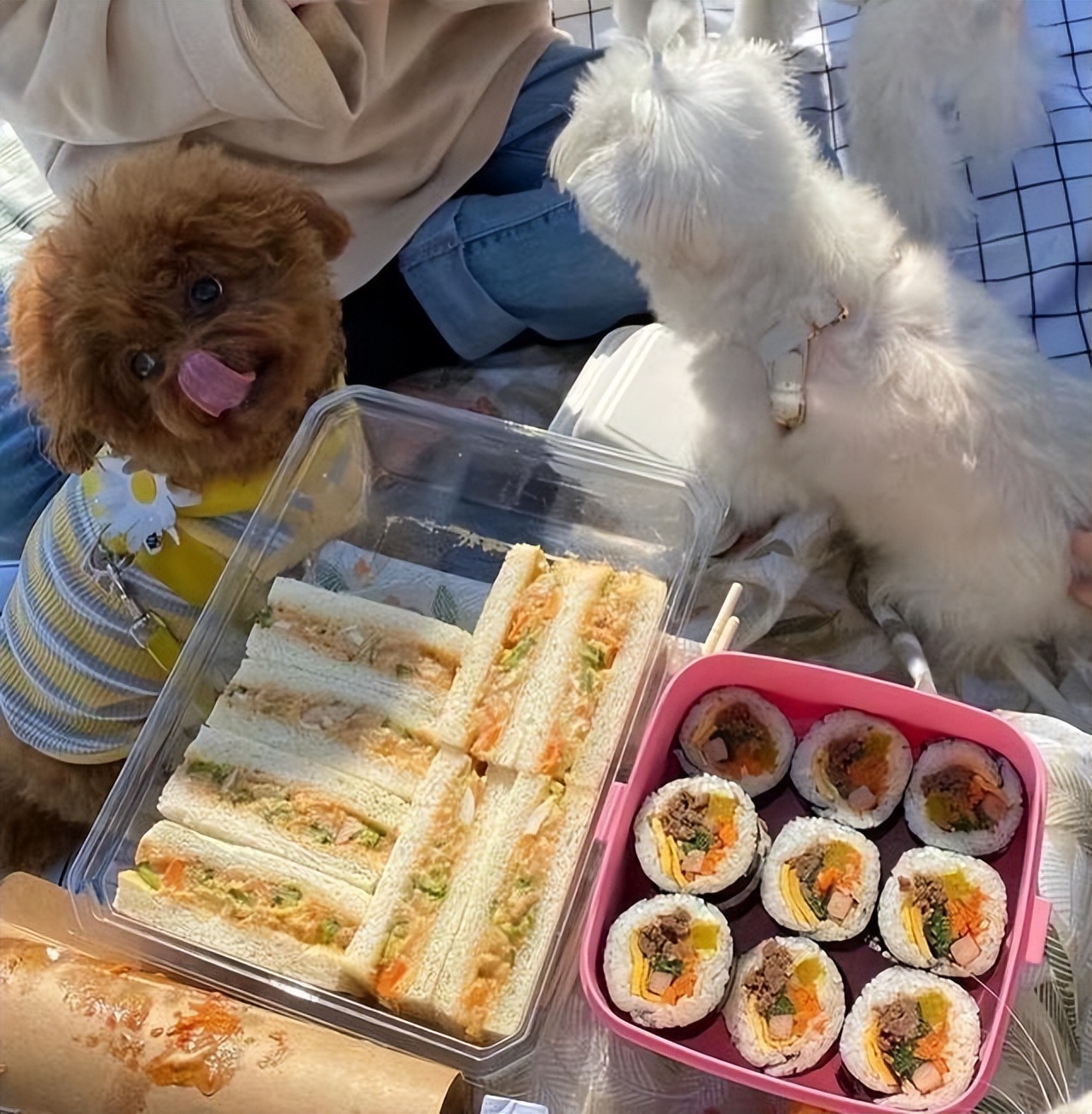 Also likes to cook, Jang Nara's exquisite western food, compared to Son ...