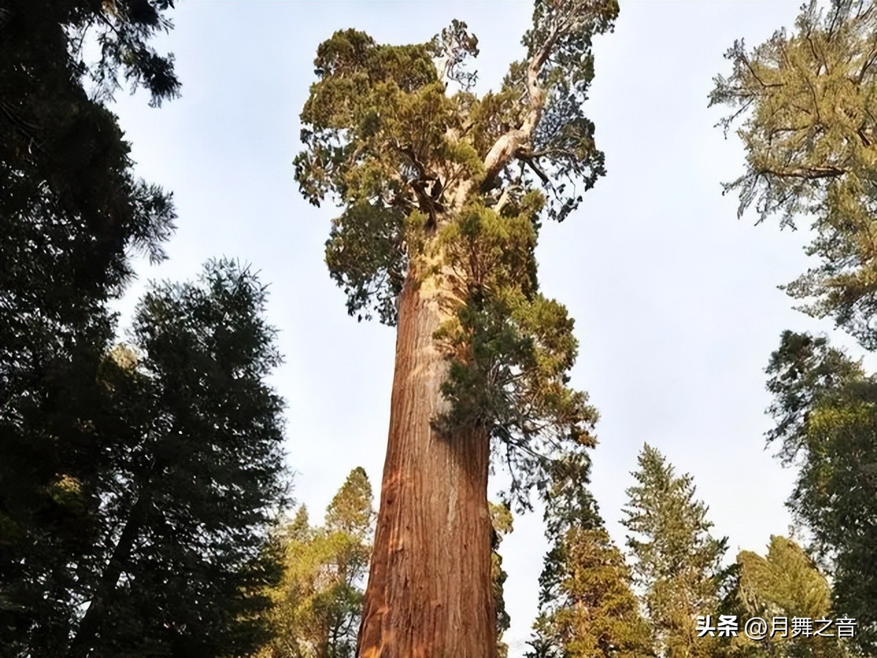 Do giant trees with a diameter of several kilometers really exist on ...