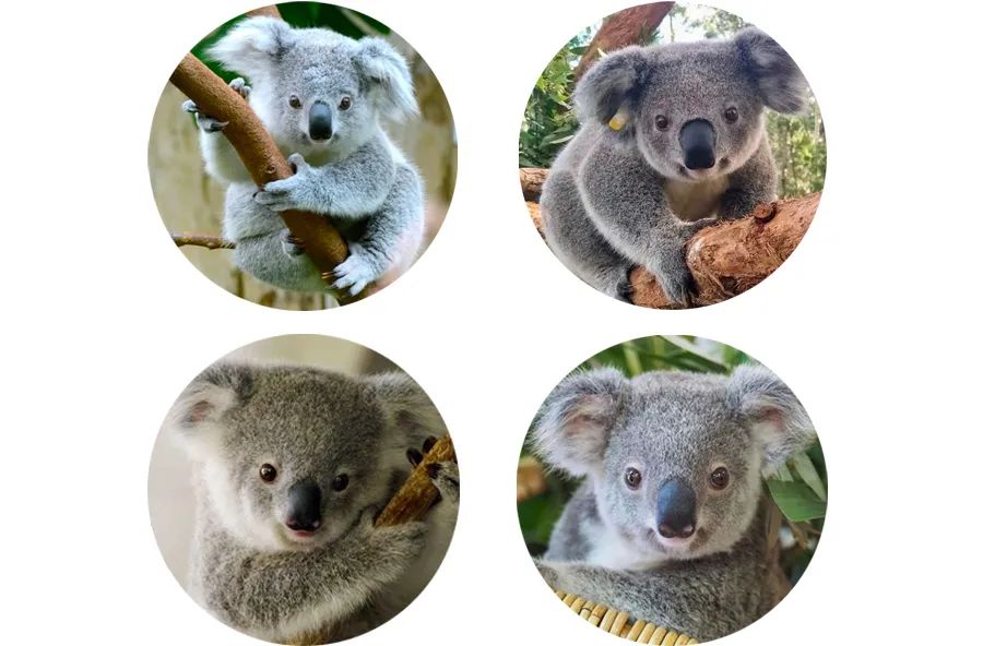 cute koala - iNEWS