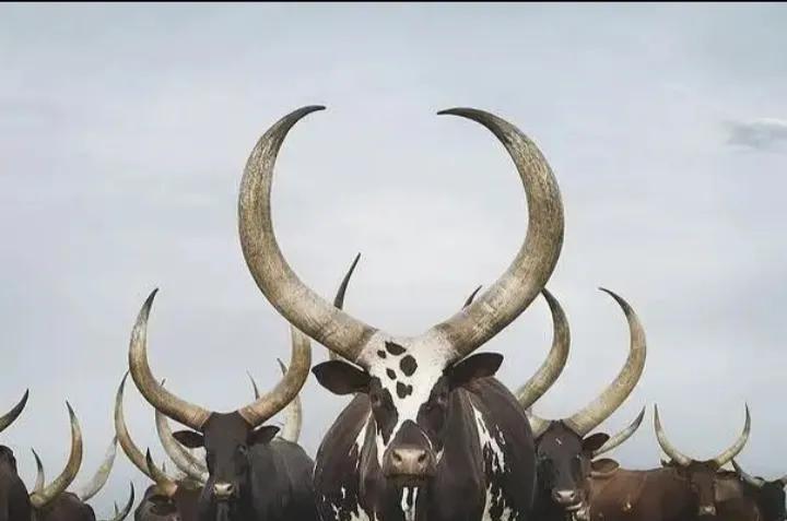 As the saying goes "cow is afraid of yin and yang horns, people are ...