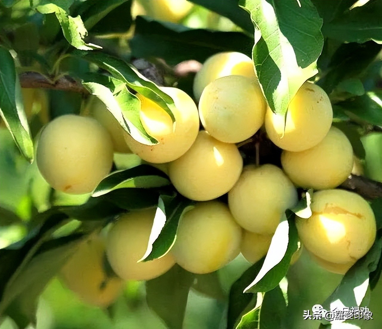 Kunming Luquan Li Shu in July - iNEWS