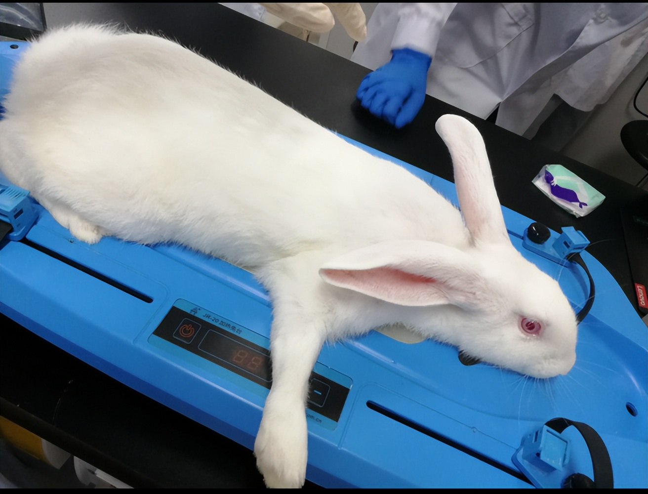 What impact has the New Zealand rabbit as an animal model had on the ...