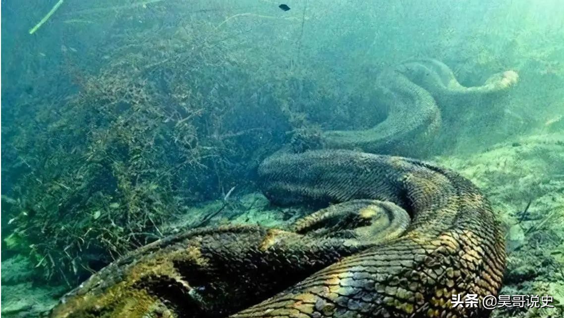 How scary is the Amazon River?Why no one dares to swim, let alone a ...