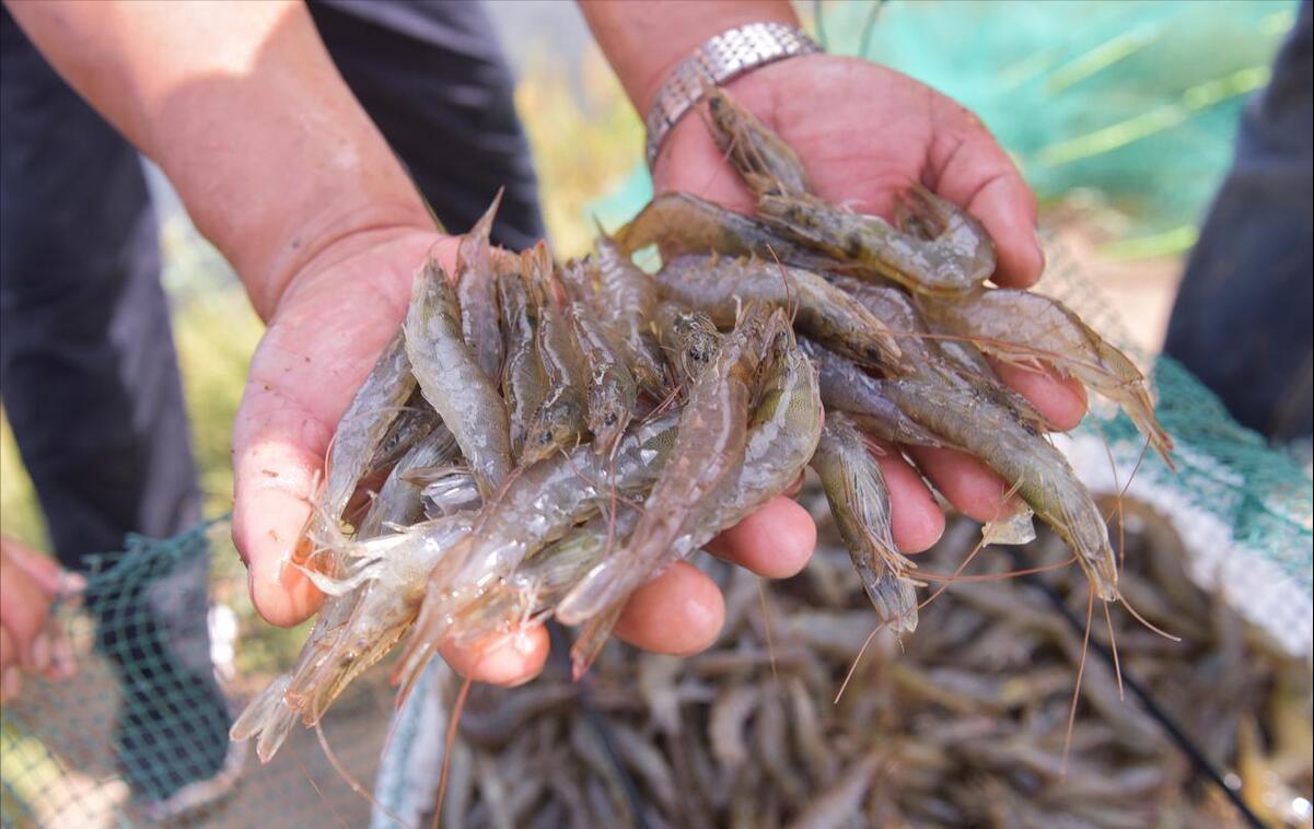 When buying prawns, choose straight or curved? An old fisherman reveals ...