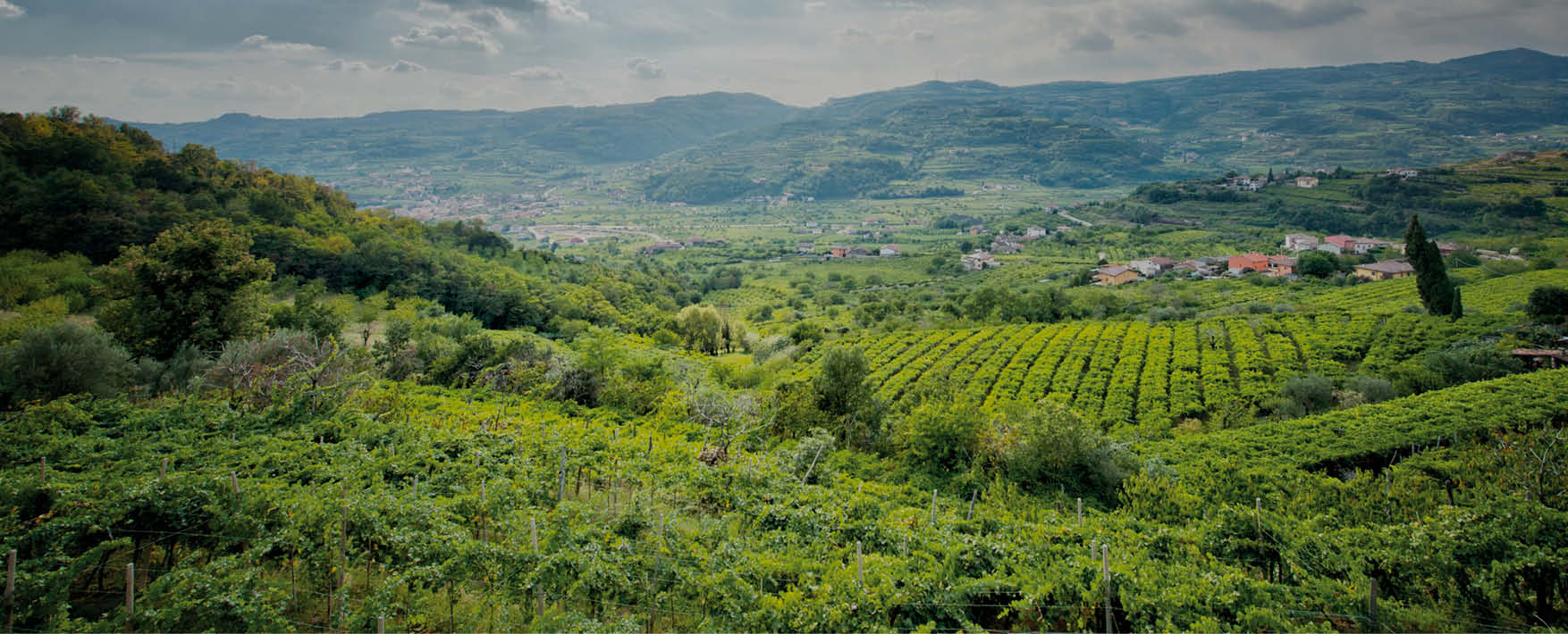 Traditional Italian sparkling wine from volcanoes: Lessini Durello - iNEWS