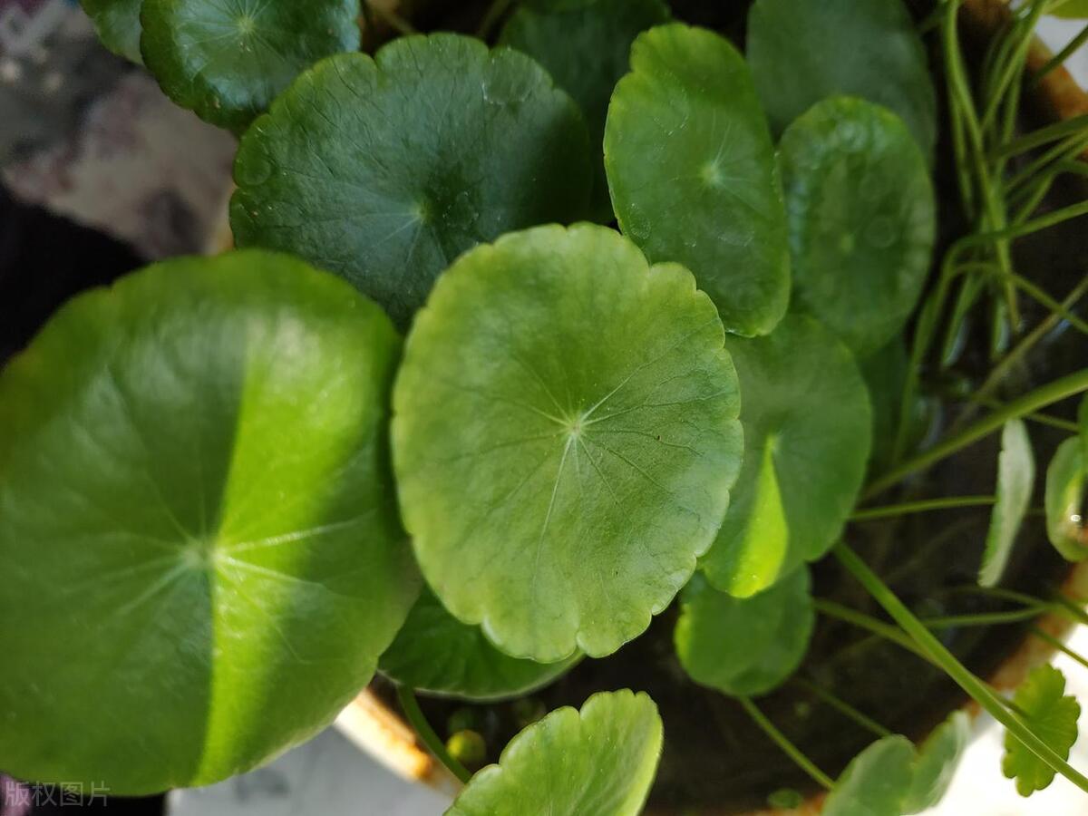 Copper money grass is so easy to grow, can it live if you pick a leaf ...