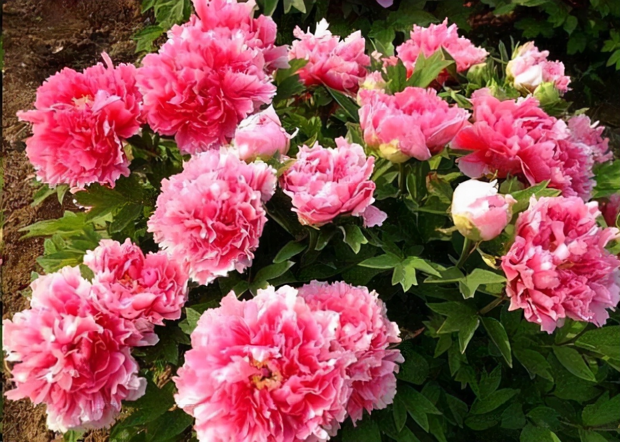 The "rotten roots" of peony are easy to deal with, analyze the reasons ...