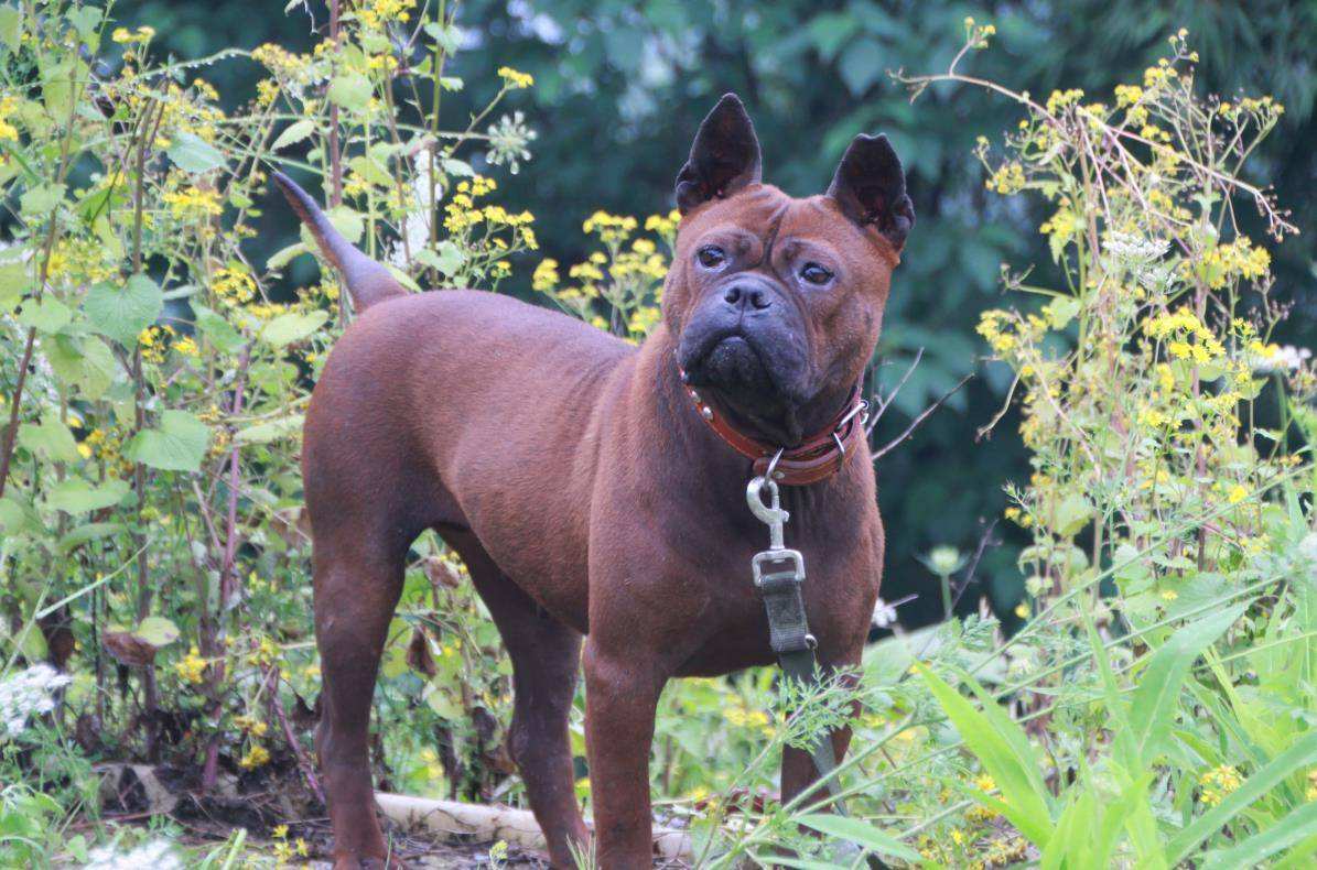 The king of domestic hounds - "Chuandong Hound", these 6 advantages ...