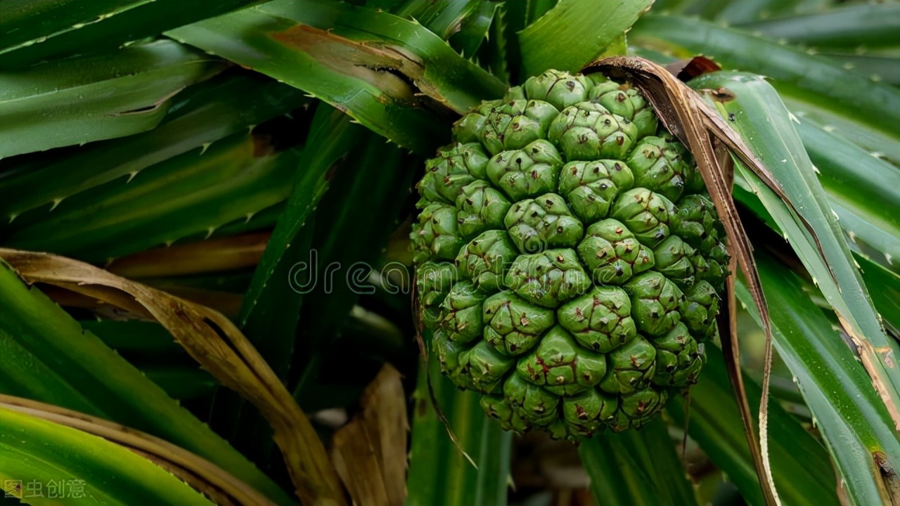A magical tree in the countryside, the fruit is like a pineapple. It ...