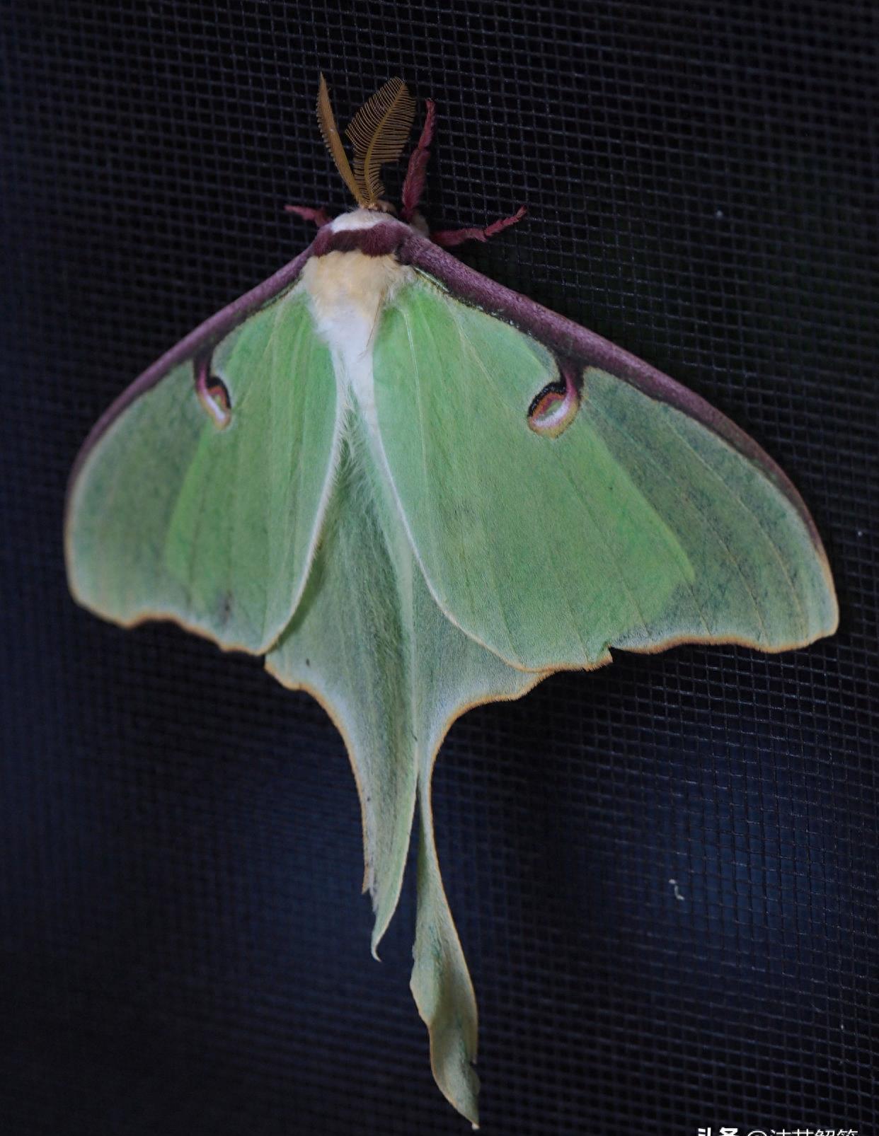 Win with cleverness! Get rid of annoying little moths! - iMedia