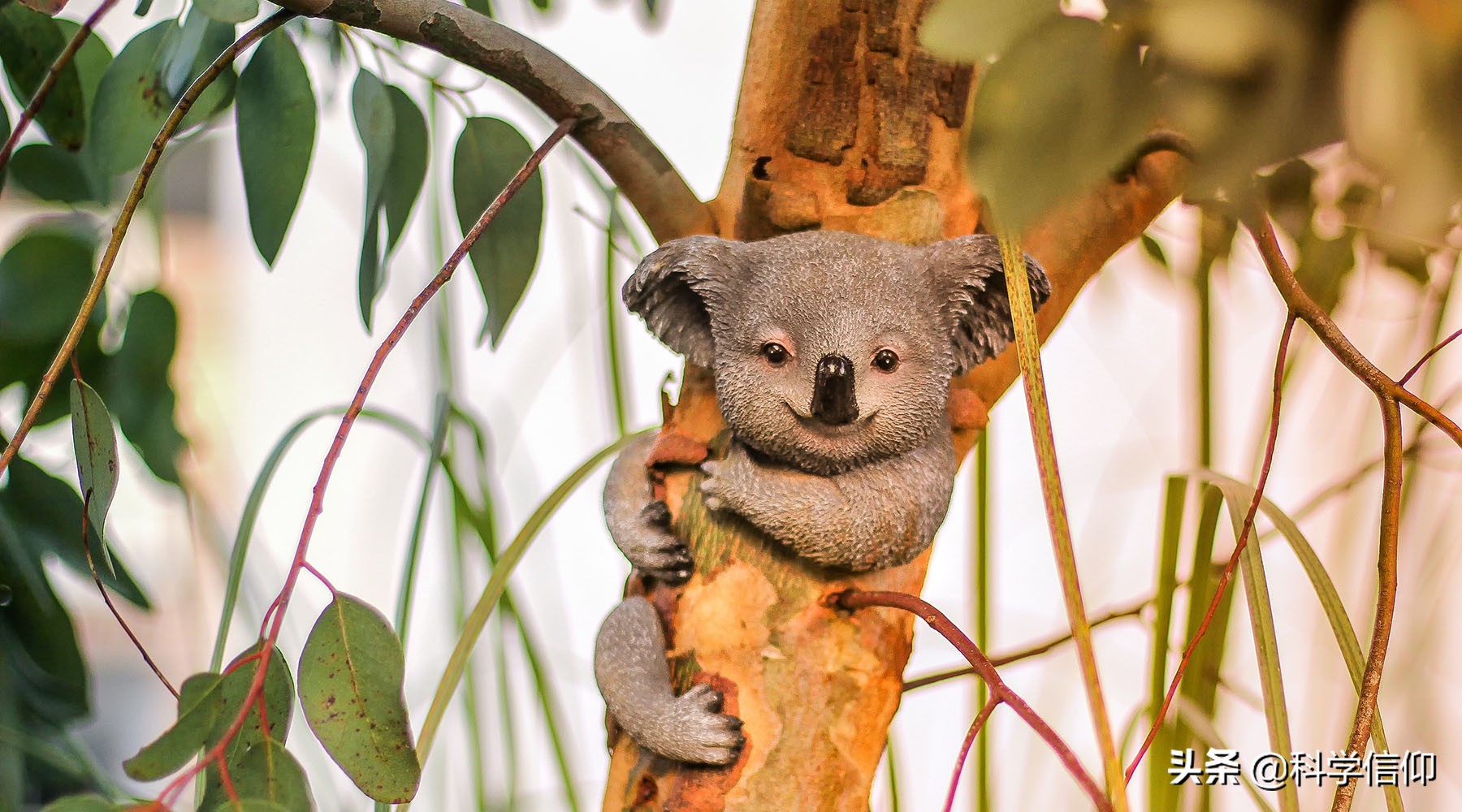 Attack and defense speed, nothing works, how did the koala survive? - iNEWS