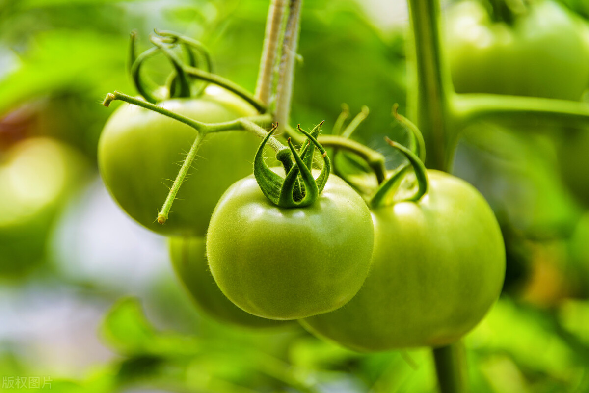 Unripe tomatoes should not be eaten - iNEWS
