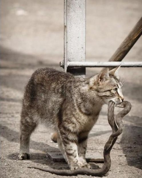 Frightening poisonous snakes, why are cats not afraid? - iMedia