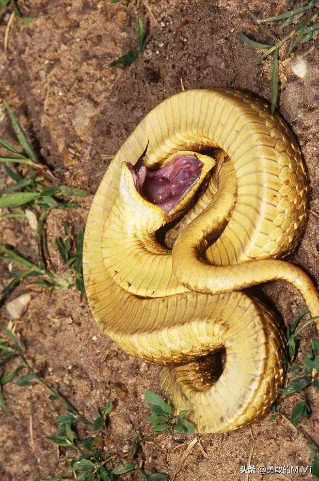 Why are pig-nosed snakes so popular?Have you ever raised a snake like ...