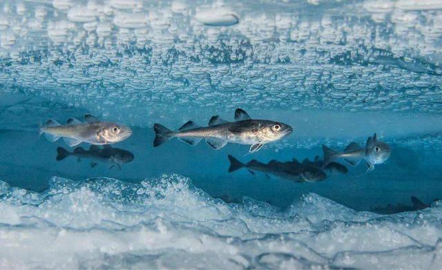 A "new fish" discovered in Antarctica: known as ice fish, temperatures ...