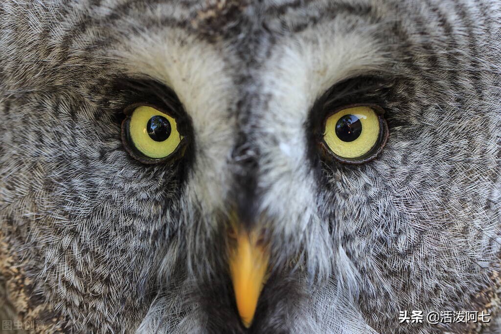 Explore the World ~ Huge Humanoid Owl, Reaper Owl - iNEWS
