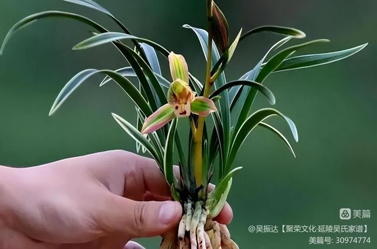 The best in orchids "Emperor Concubine" ~ the flowers are blooming in ...