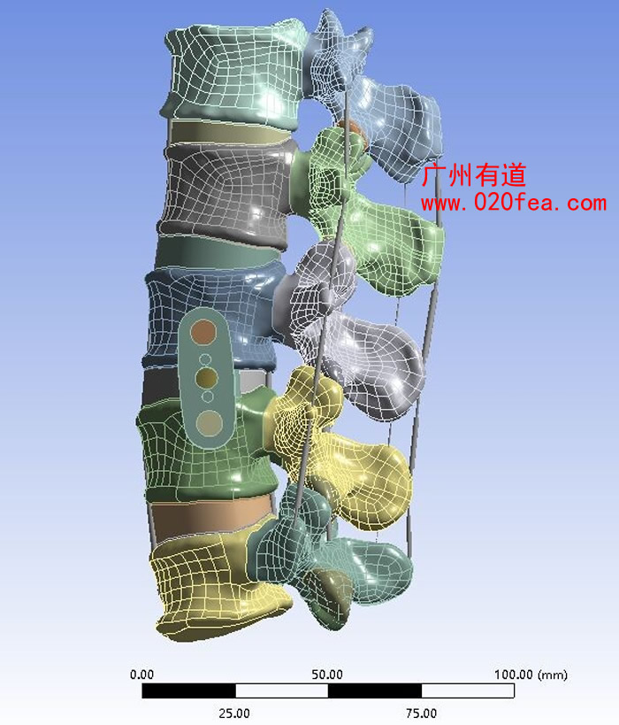 Biomechanical Finite Element Analysis - iNEWS